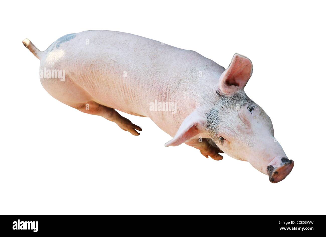 Pig standing Cut Out Stock Images & Pictures - Alamy