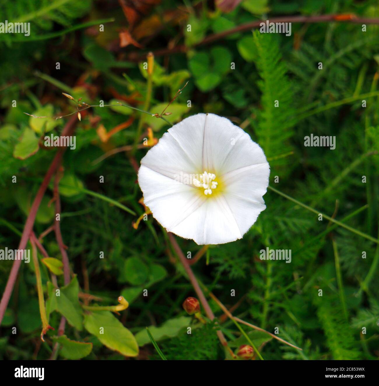 The flower of a Field Bindweed, Convolvulus arvensis, in a suburban ...