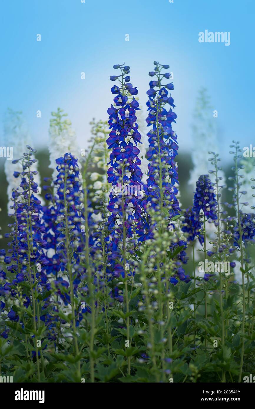 Delphinium in the garden. Blue delphinium flower as nice natural ...