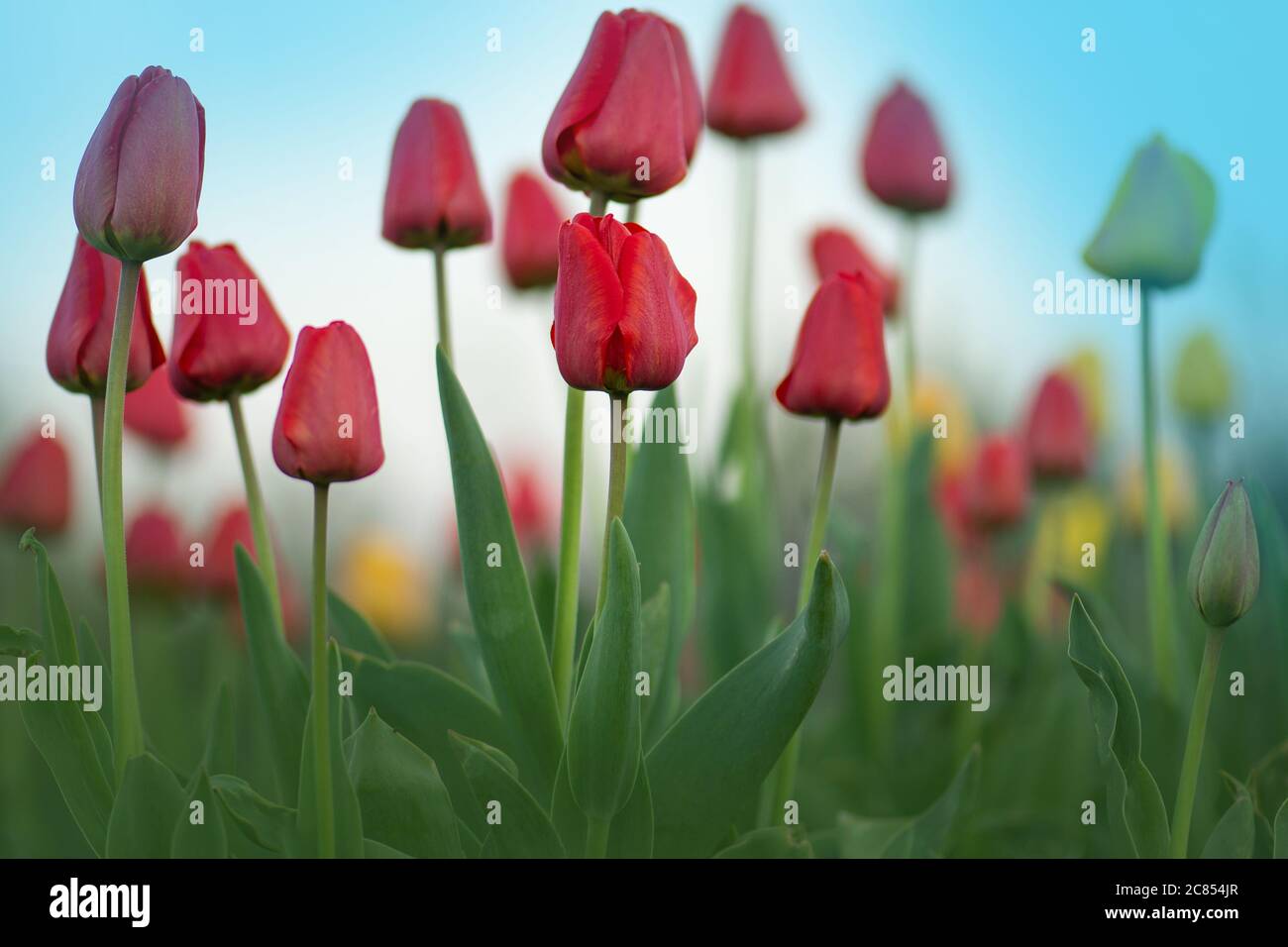 Landscape with tulip field. Tulip field in spring. Red color tulip ...
