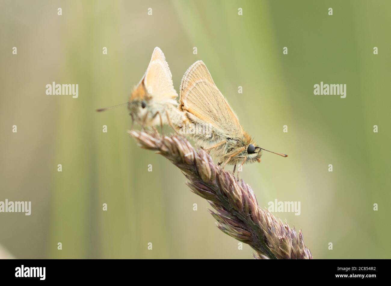 English butterflies hi-res stock photography and images - Alamy