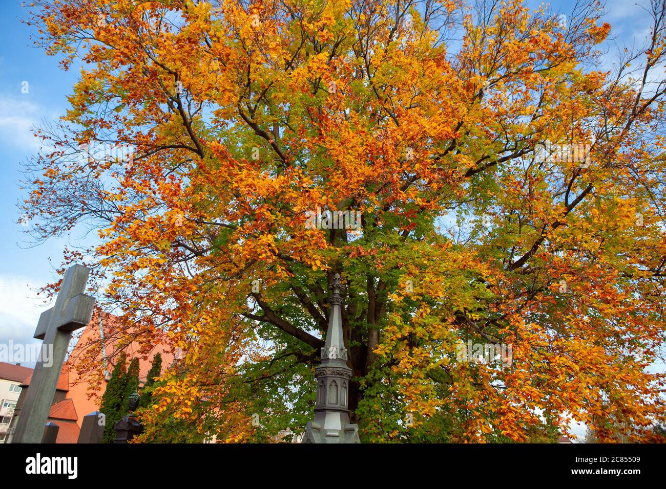 Colorful Tree in the Cemetery . Graveyard in the Fall Stock Photo - Alamy