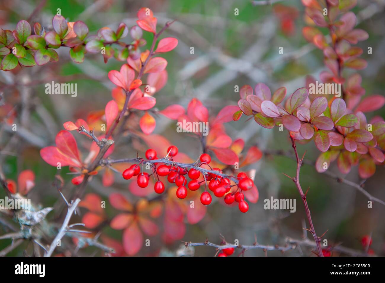 Bush with red berries and thorns in autumn Stock Photo - Alamy