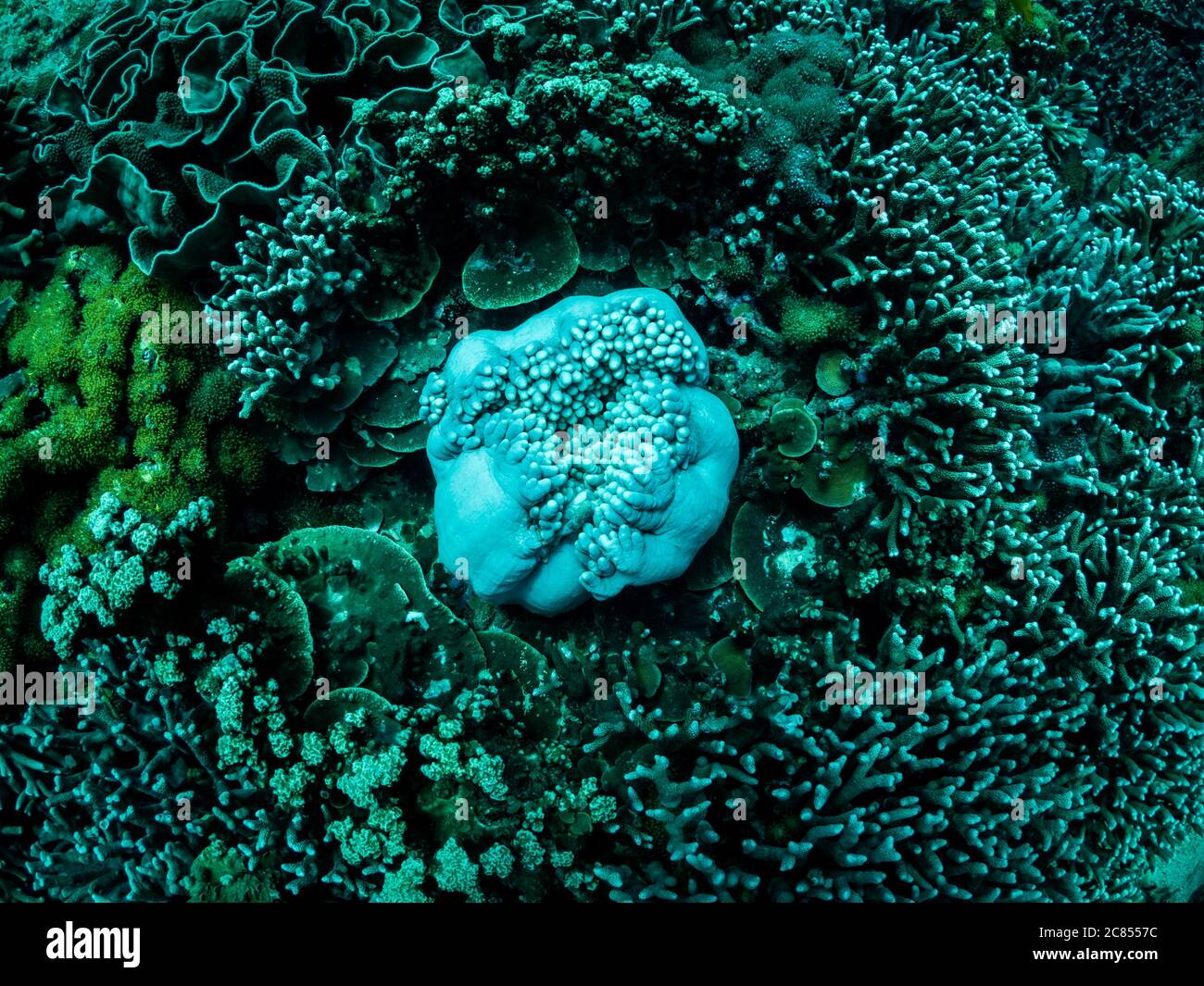 Colorful coral reef, underwater photo, Philippines Stock Photo - Alamy