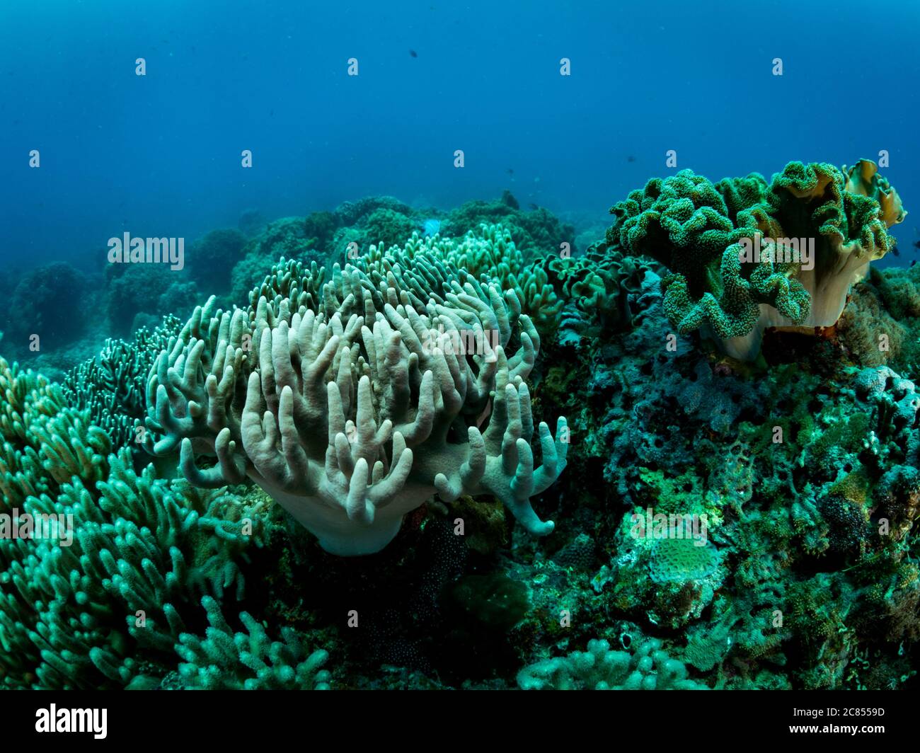 Colorful coral reef, underwater photo, Philippines Stock Photo - Alamy