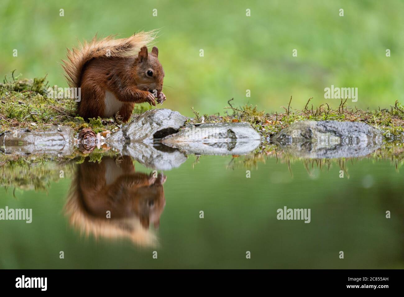 Red squirrel sitting by pool in North Yorkshire woodland Stock Photo ...