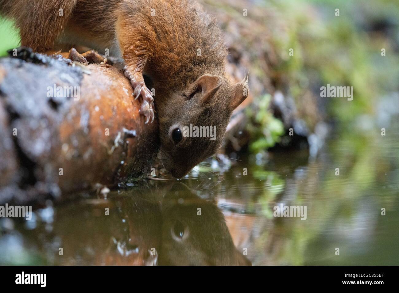 Red squirrel drinking from pool in North Yorkshire woodland Stock Photo ...
