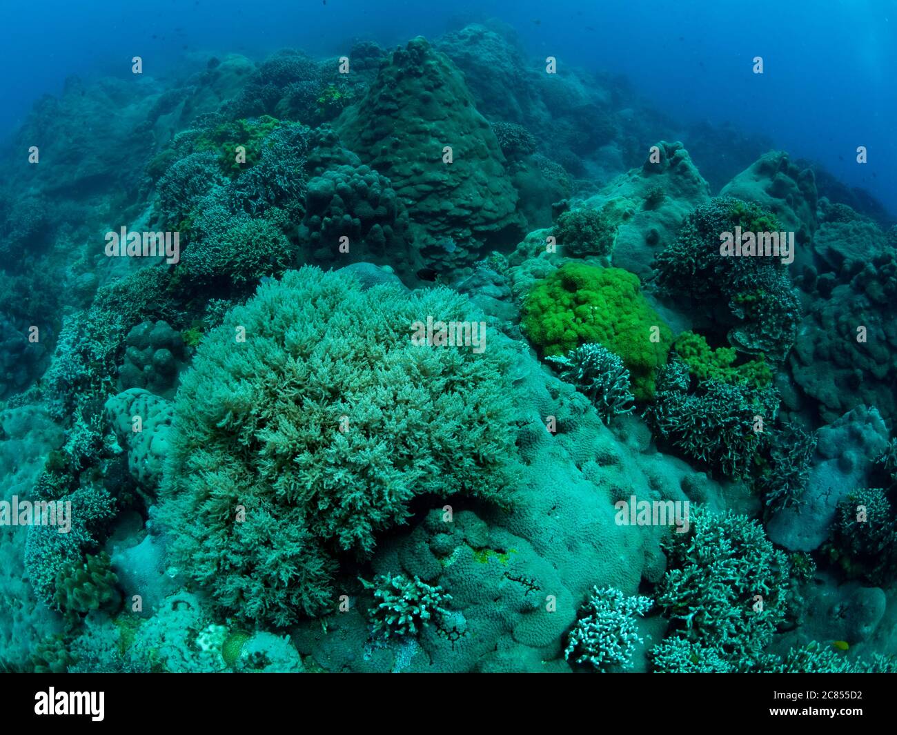 Colorful coral reef, underwater photo, Philippines Stock Photo - Alamy
