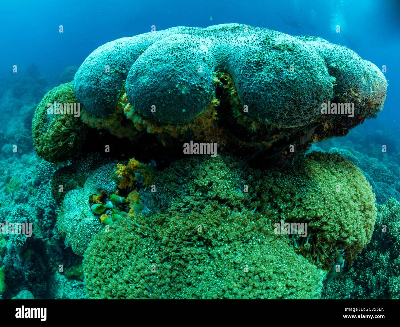 Colorful coral reef, underwater photo, Philippines Stock Photo - Alamy