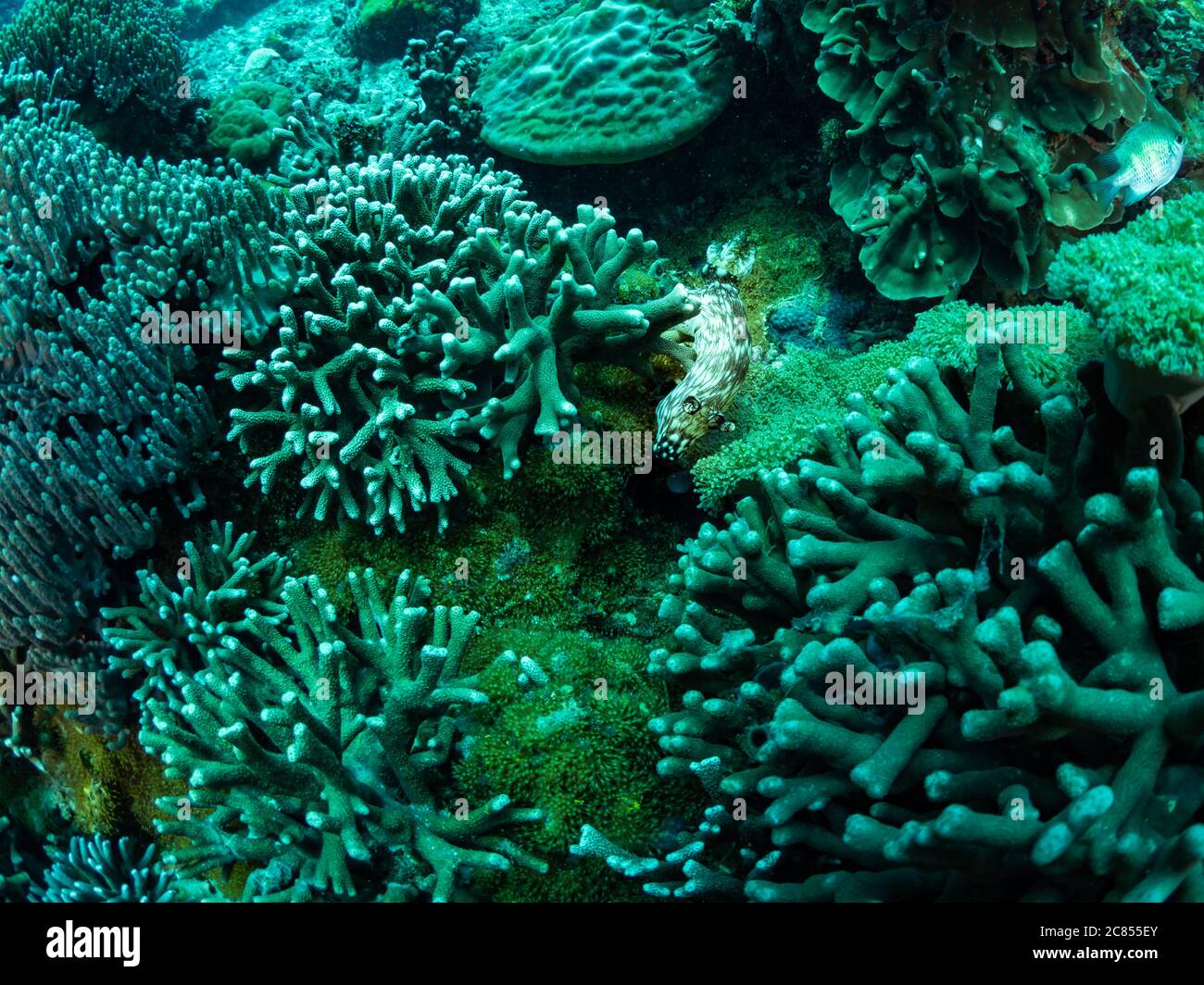 Colorful coral reef, underwater photo, Philippines Stock Photo - Alamy