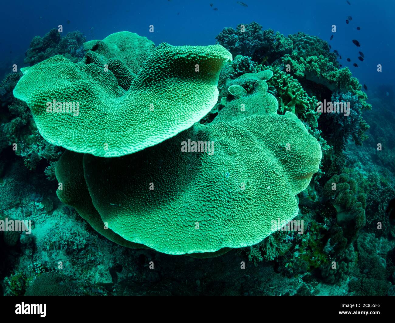 Colorful coral reef, underwater photo, Philippines Stock Photo - Alamy