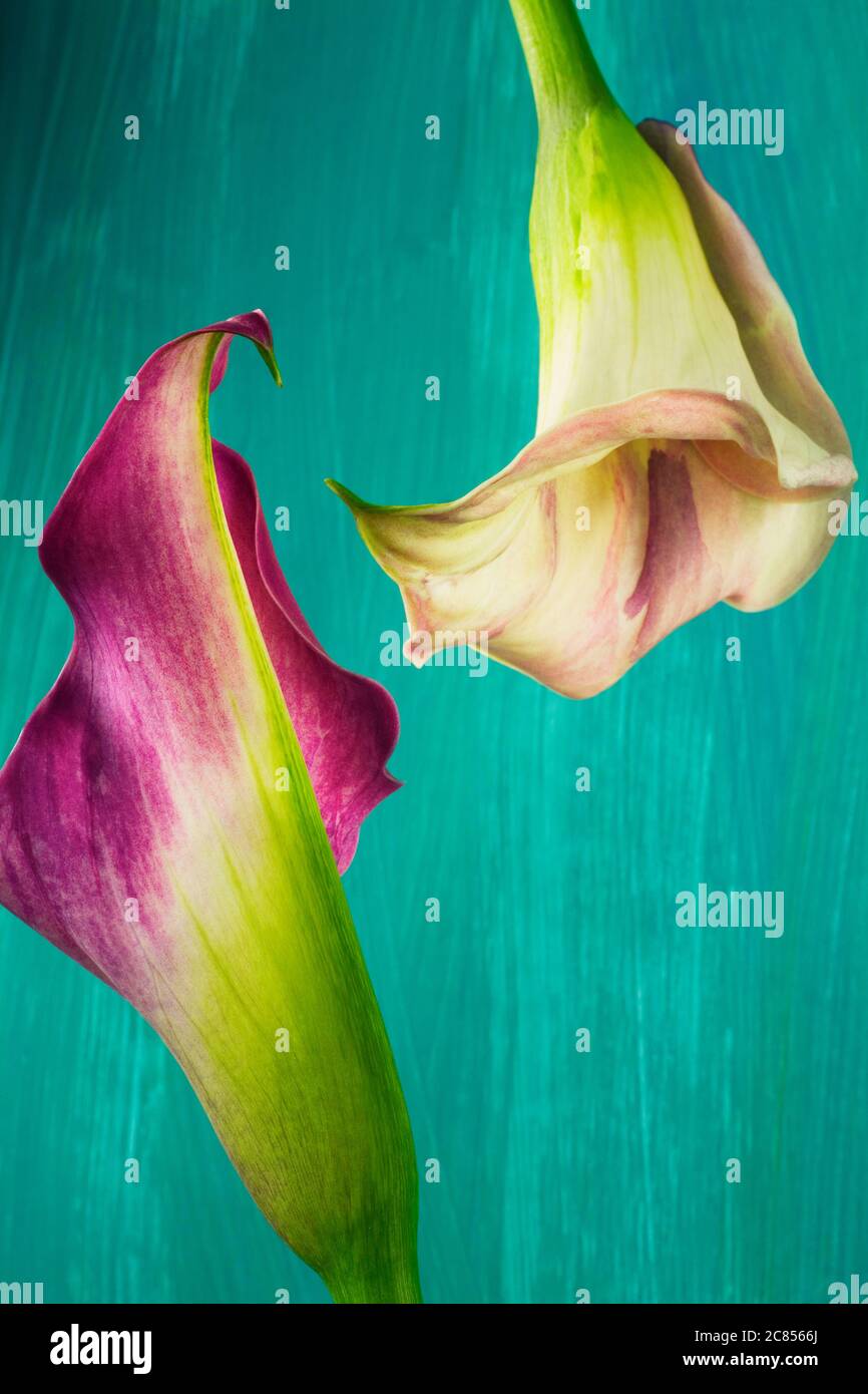 two calla lilly on grunge background, pink and rose, close up Stock ...