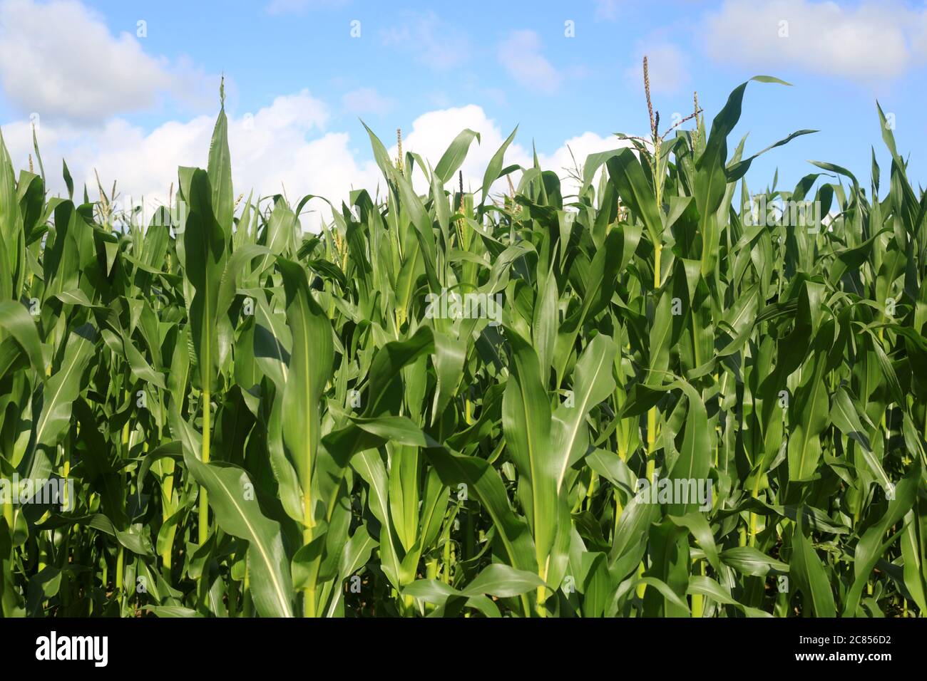 Maize or Sweetcorn crop growing on a uk farm Stock Photo - Alamy