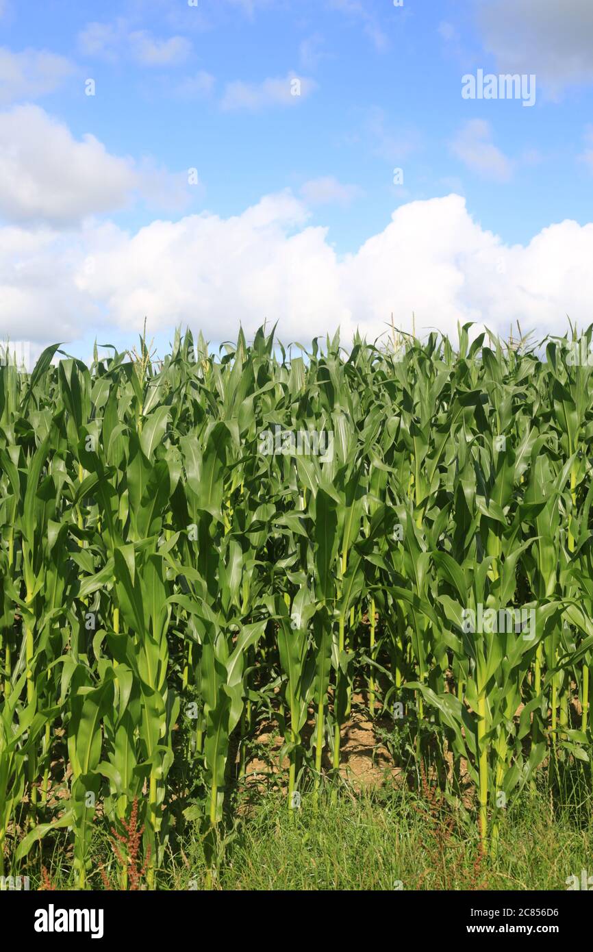 Growing sweetcorn hi-res stock photography and images - Alamy