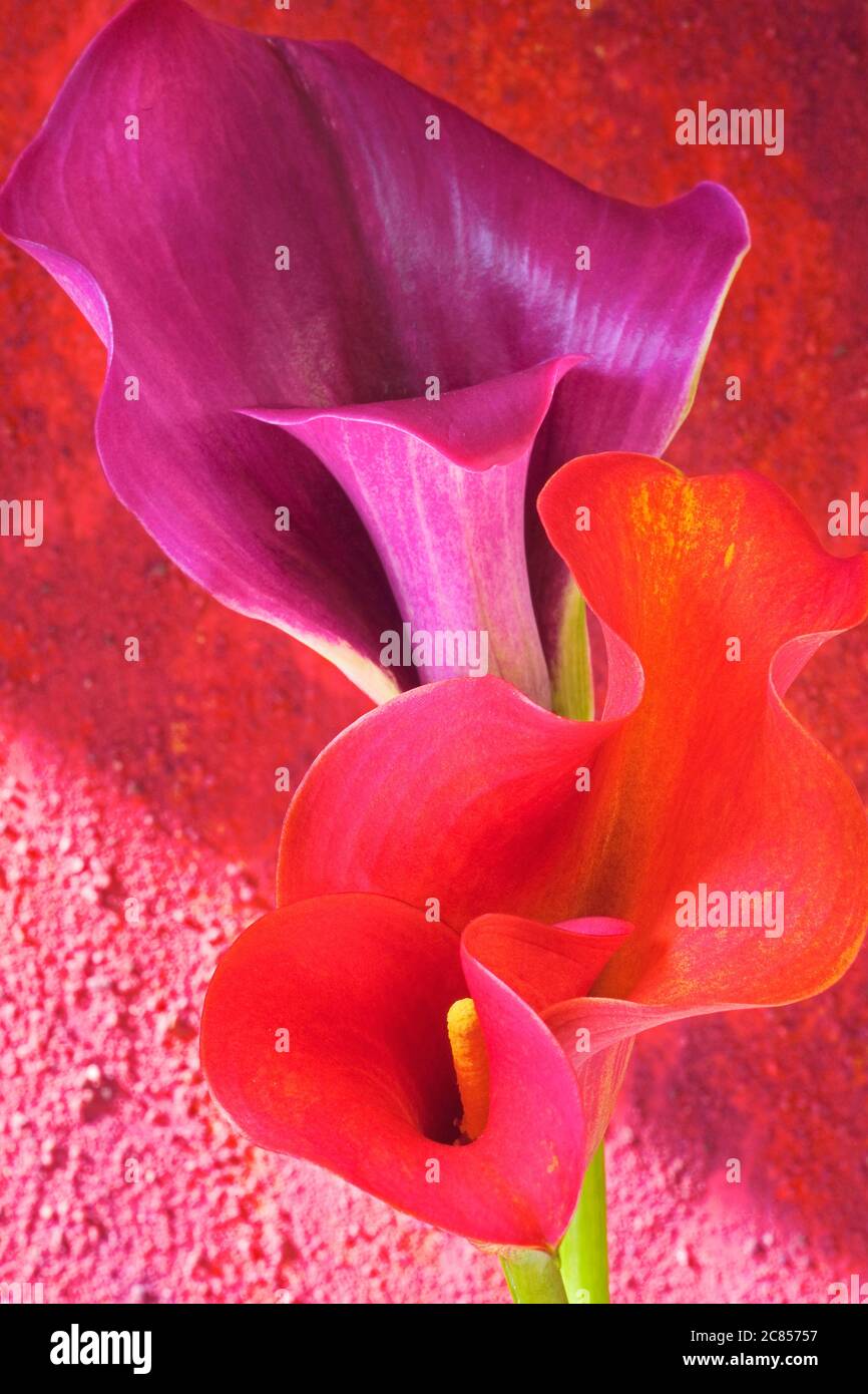 Red calla lily hi-res stock photography and images - Alamy
