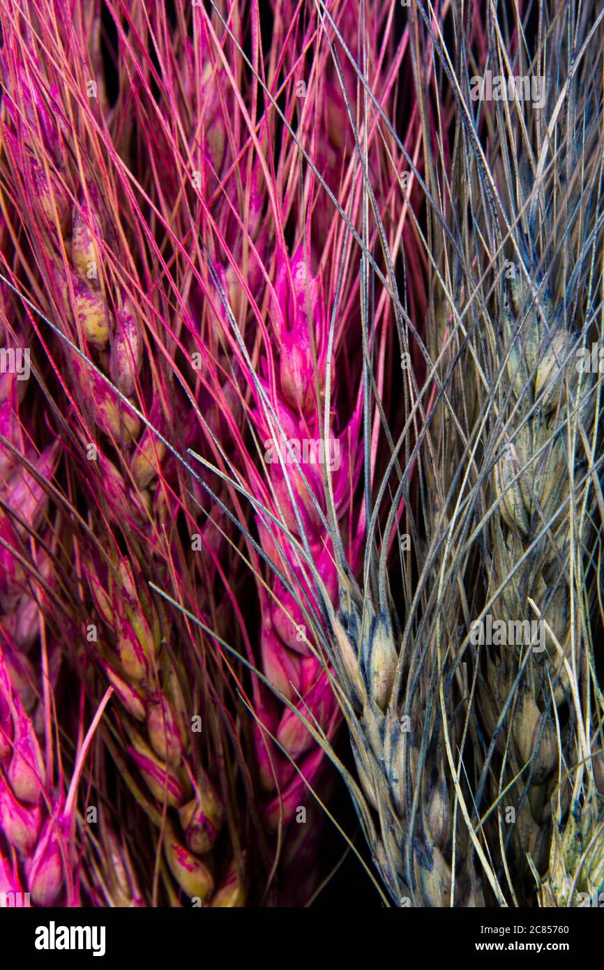 Wheat stalks are pink and gray. A beautiful photo of a special and ...