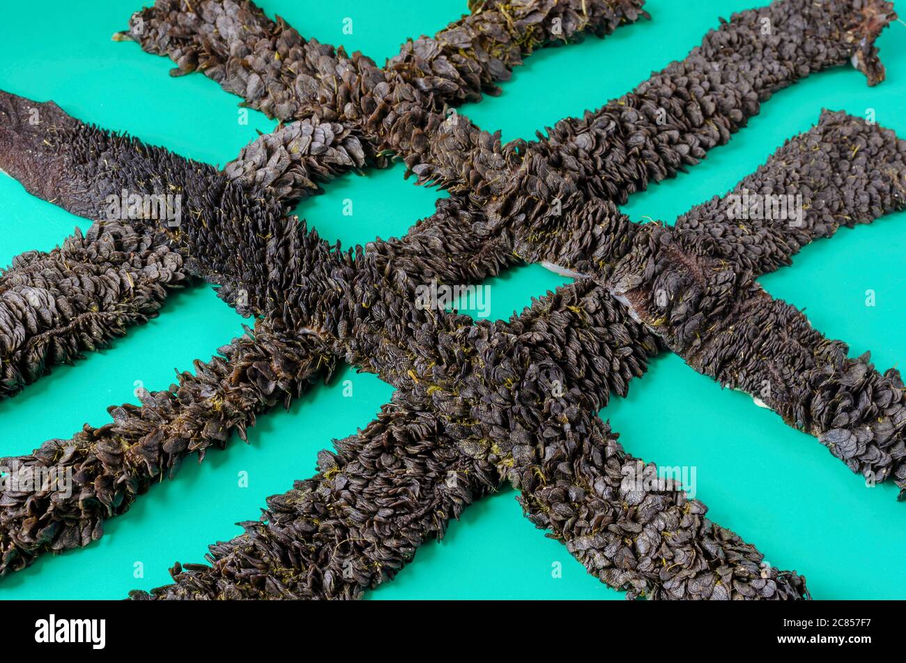 Strips of raw cow stomach on turquoise. Long stripes Black unpeeled ...