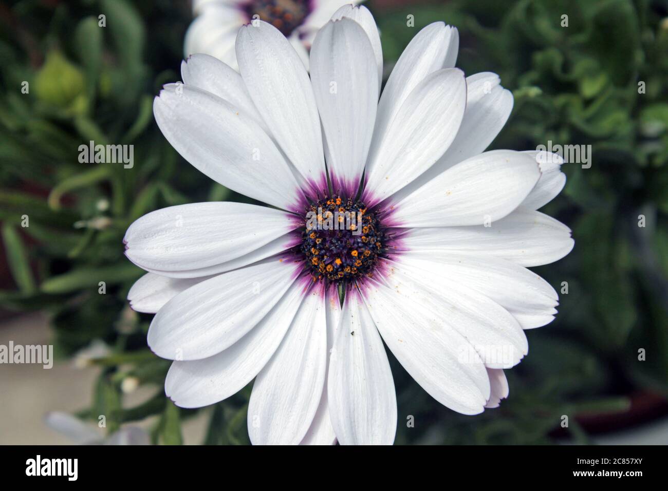 African daisies hi-res stock photography and images - Alamy