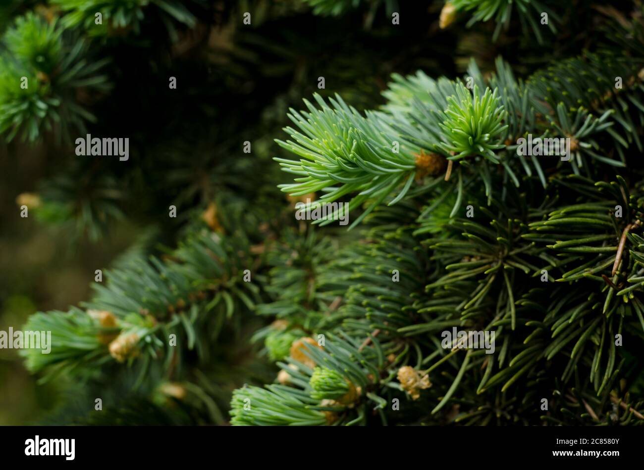 Fir tree background. Close up soft focused backdrop with christmas tree ...