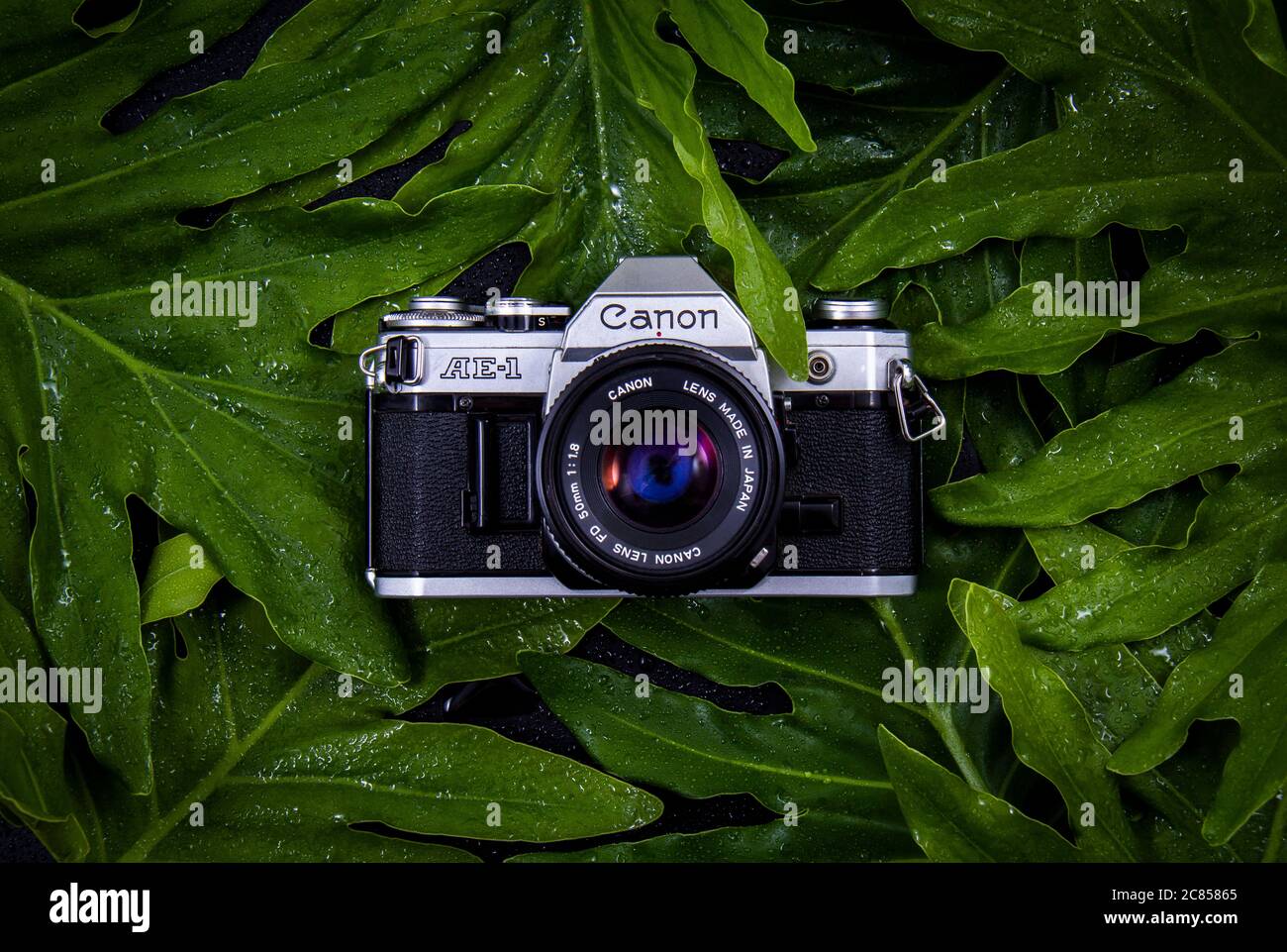 Old camera next to green and fresh leaves of plants with black ...