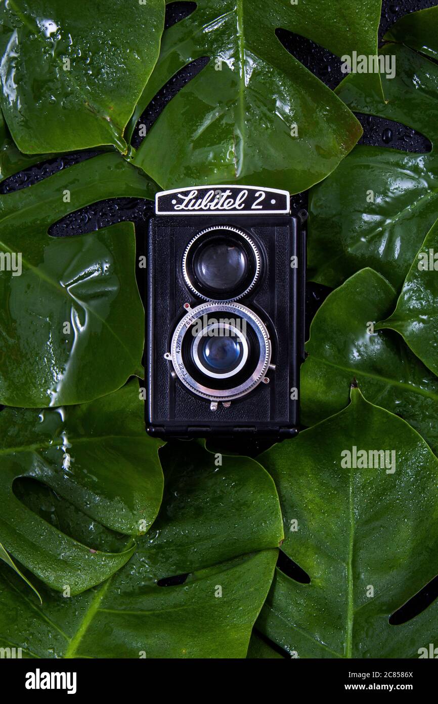 Old camera next to green and fresh leaves of plants with black ...