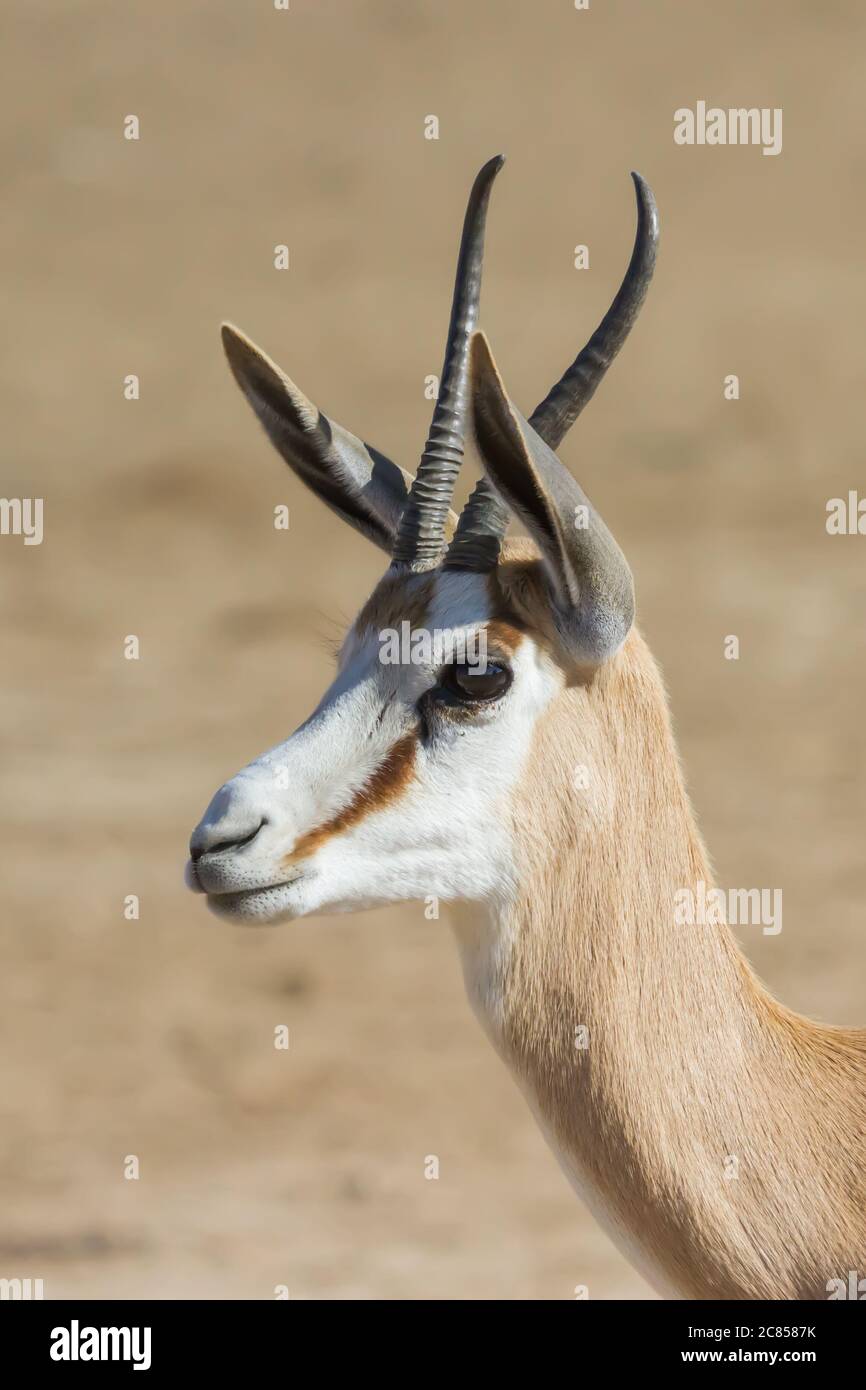 Springbok head hi-res stock photography and images - Alamy