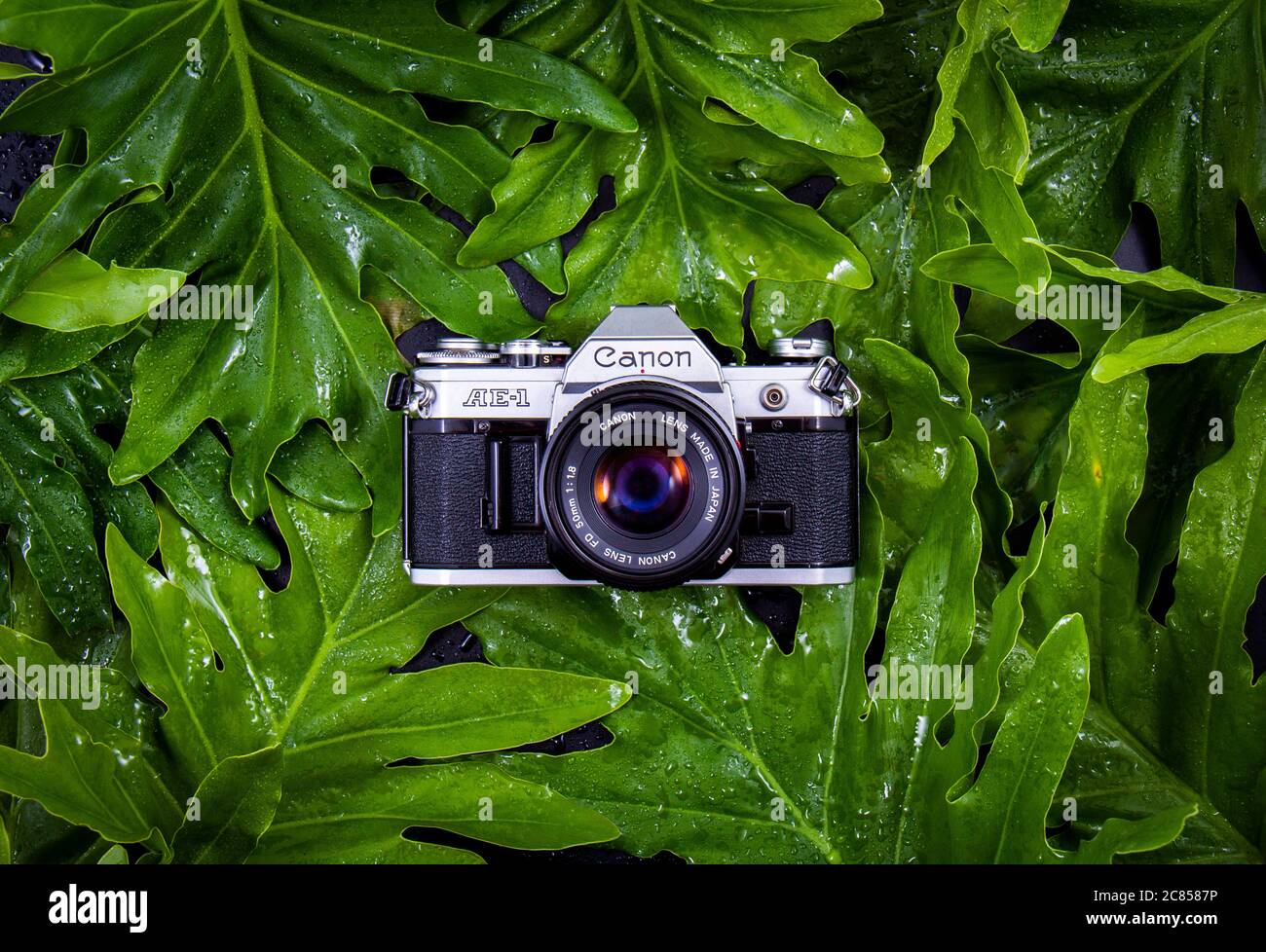 Old camera next to green and fresh leaves of plants with black ...
