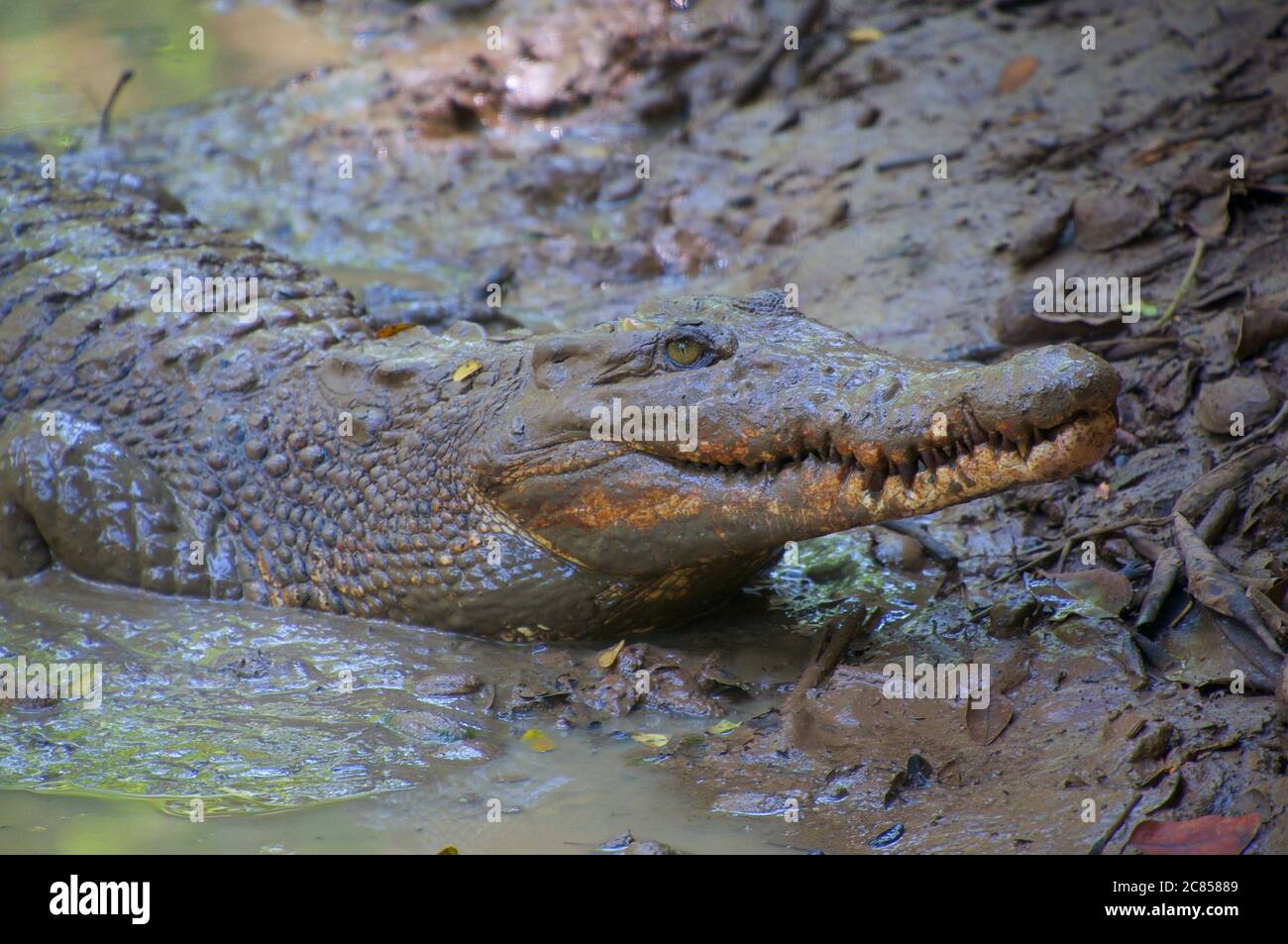 sighting of crocodiles in the asian swamp Stock Photo - Alamy