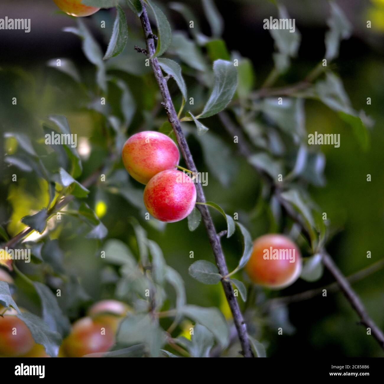 Ripen wild plum hi-res stock photography and images - Alamy