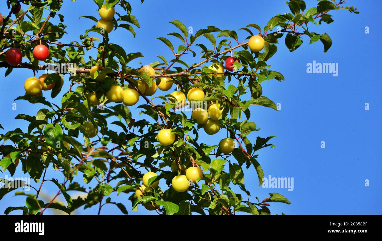 Ripen wild plum hi-res stock photography and images - Alamy