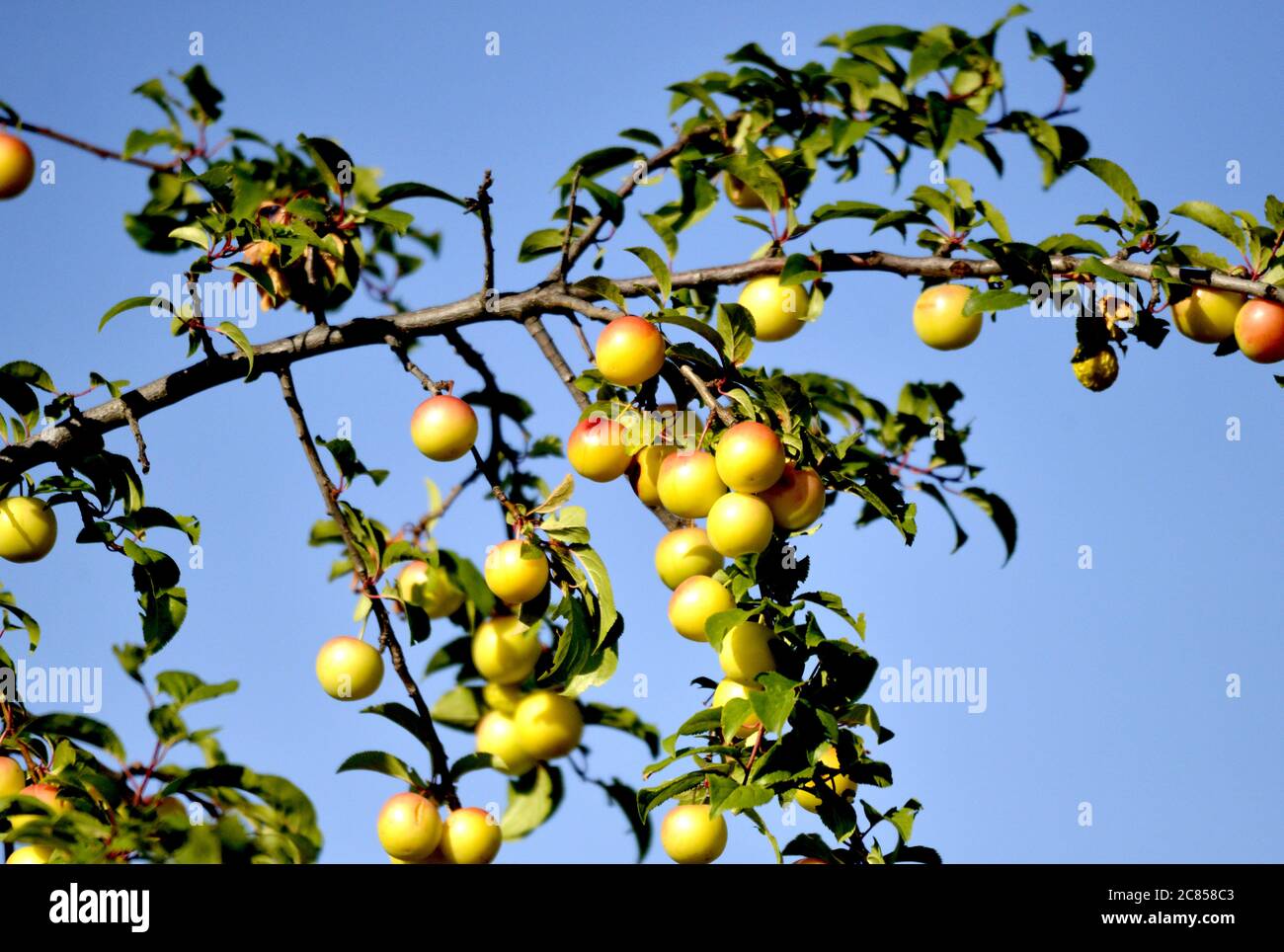 Ripen wild plum hi-res stock photography and images - Alamy