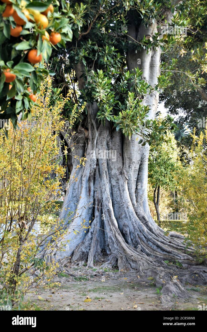 Old tree with unusual trunk and roots Stock Photo - Alamy