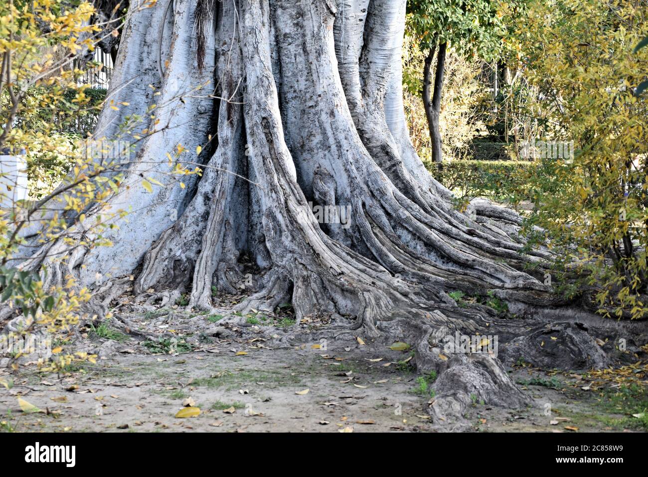 Old tree with unusual trunk and roots Stock Photo - Alamy