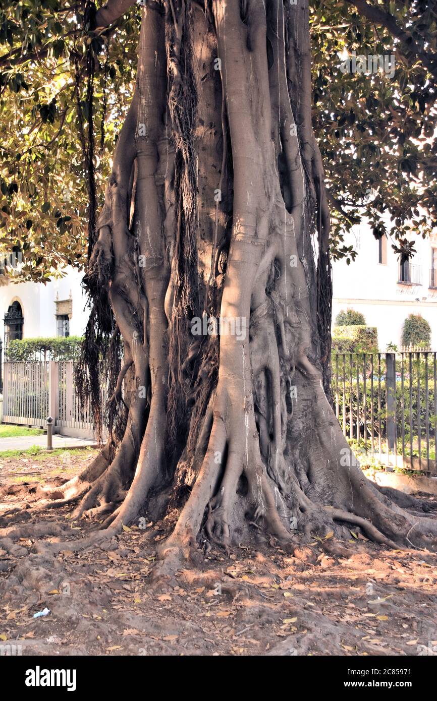 Old tree with unusual trunk and roots Stock Photo - Alamy