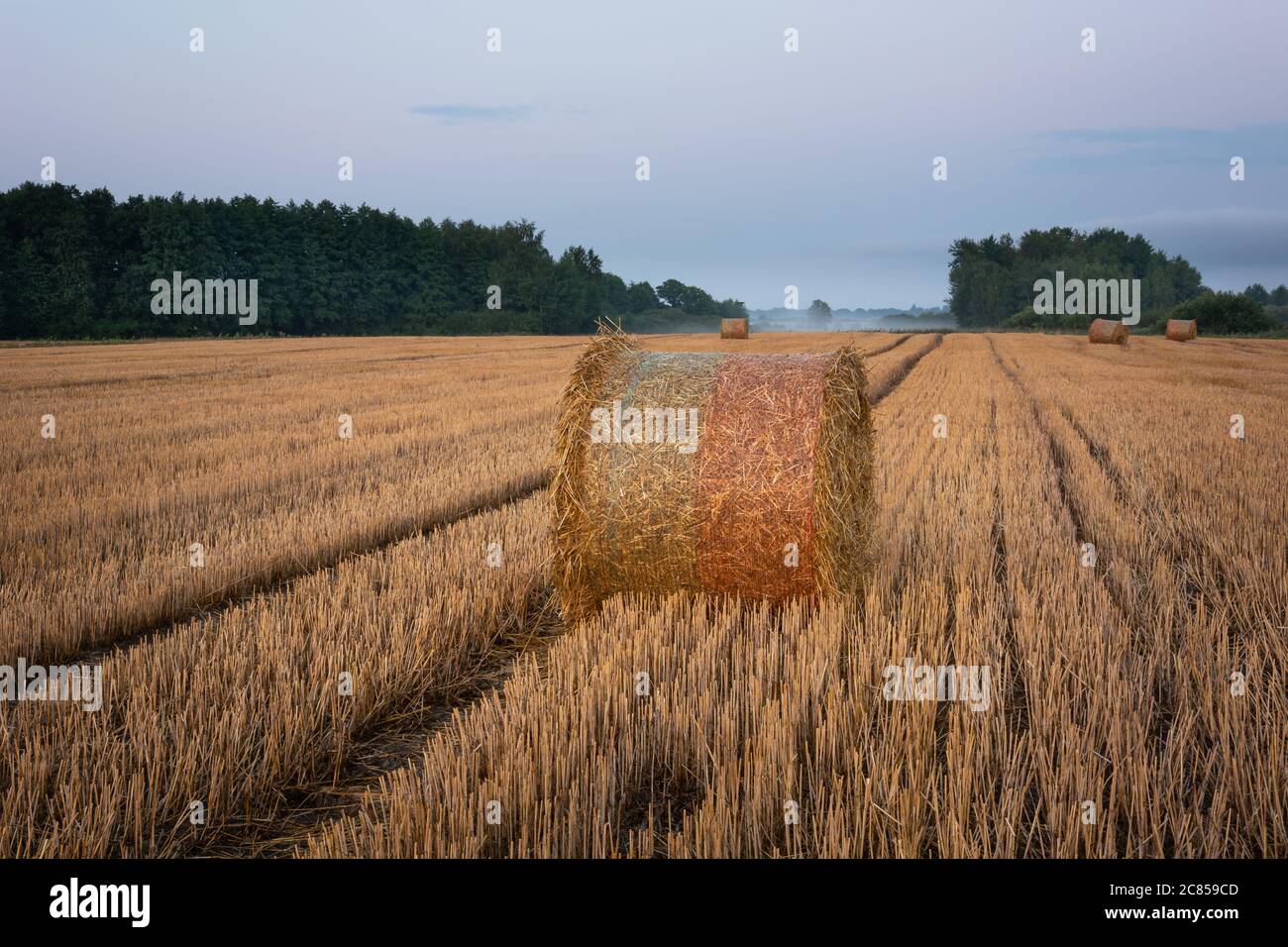 Round hay bales on stubble and forest on the horizon, evening summer ...