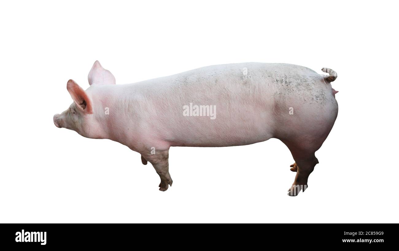 One white pig standing on a white ground Stock Photo - Alamy
