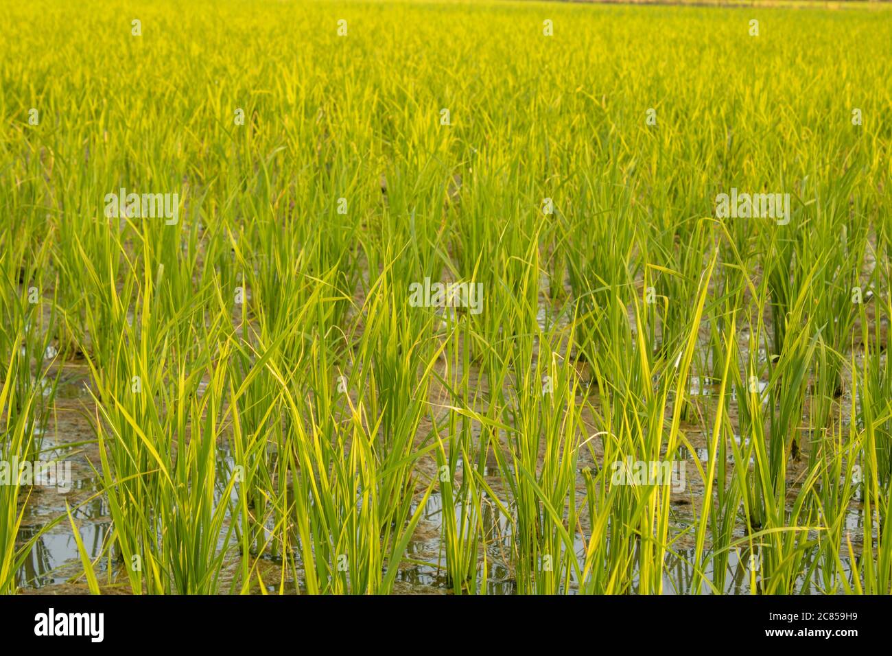 Paddy field on first sowing stage Stock Photo - Alamy