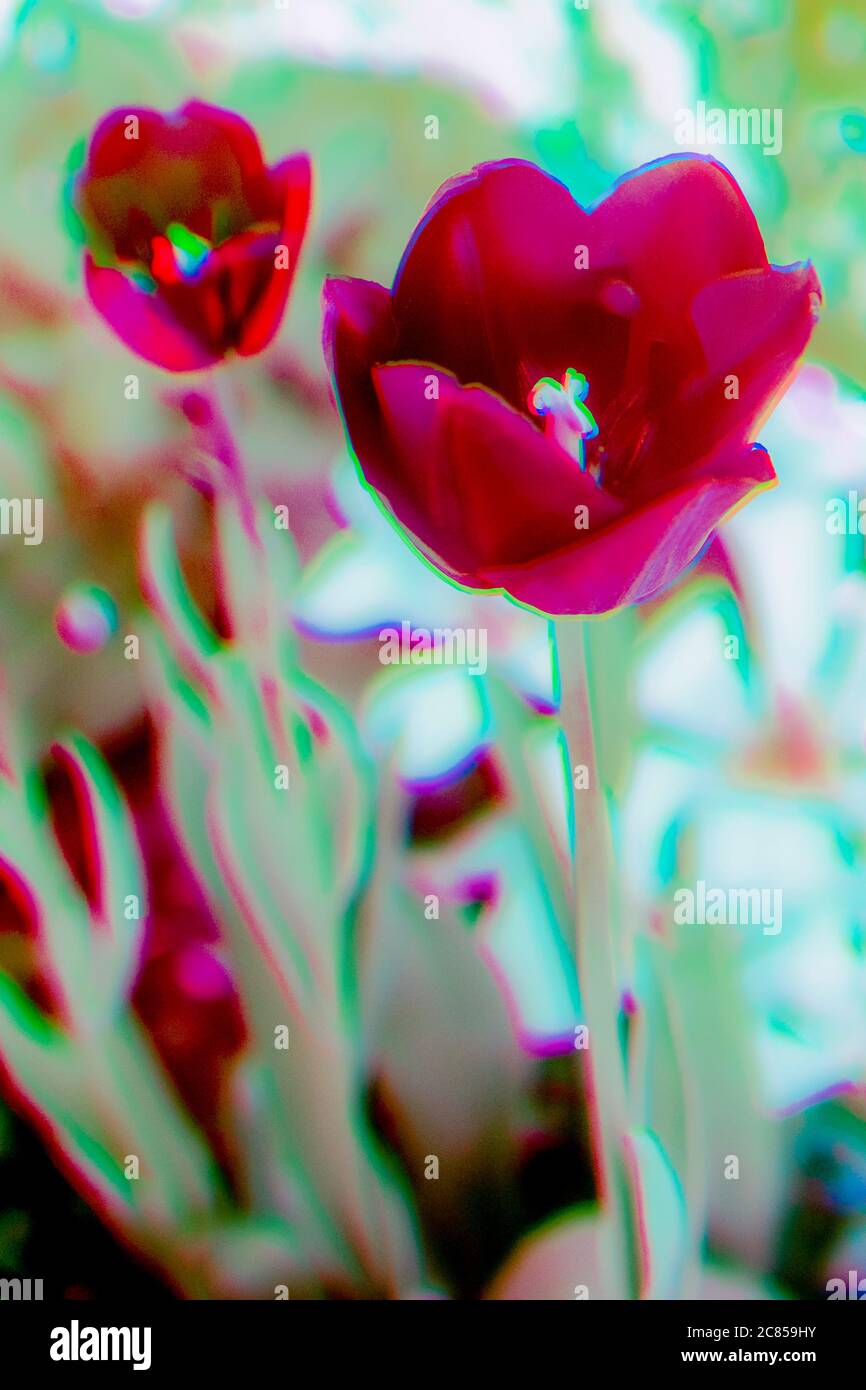 Filtered images making up a set of 3 when used in combination to form a ...