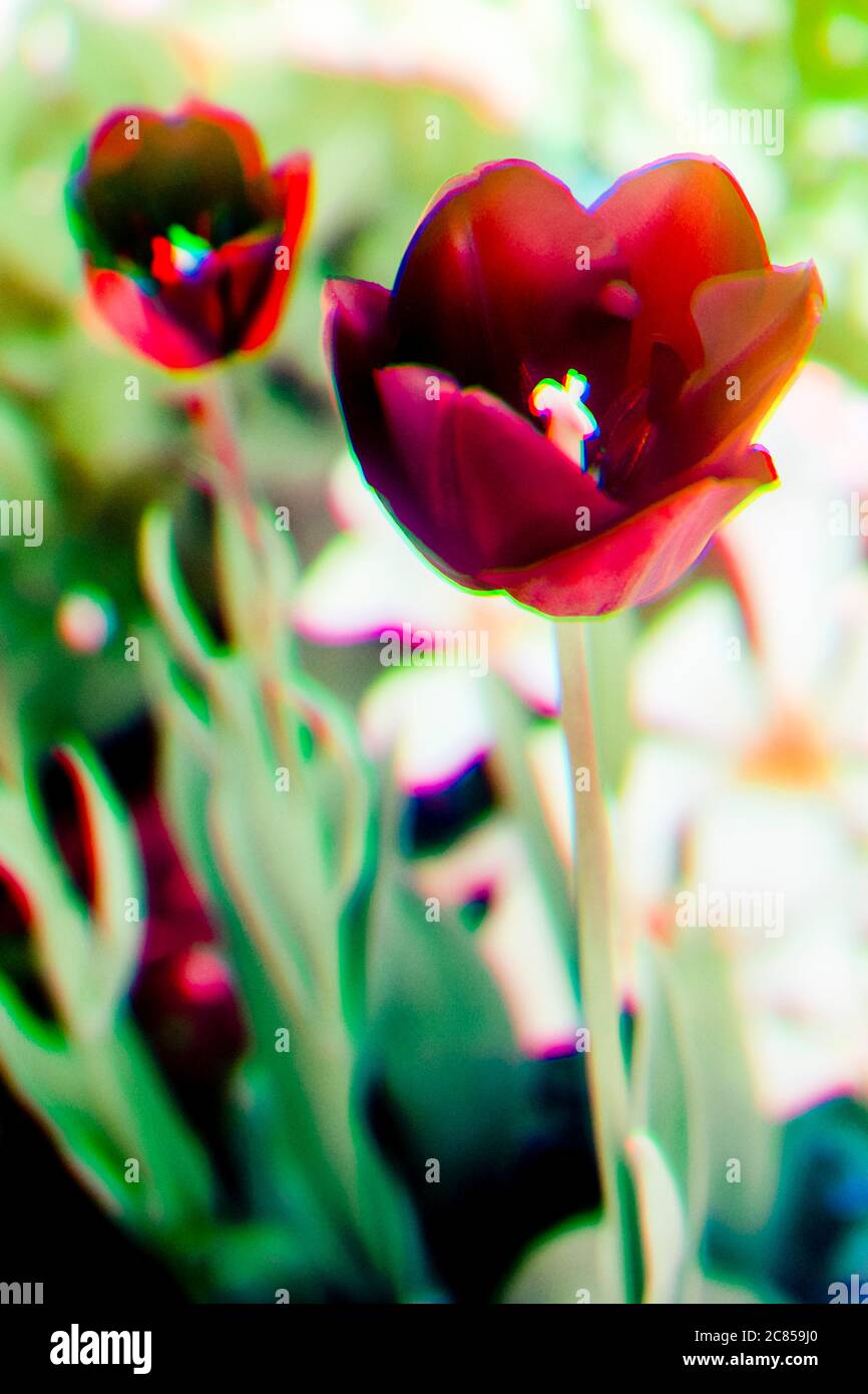 Filtered images making up a set of 3 when used in combination to form a ...