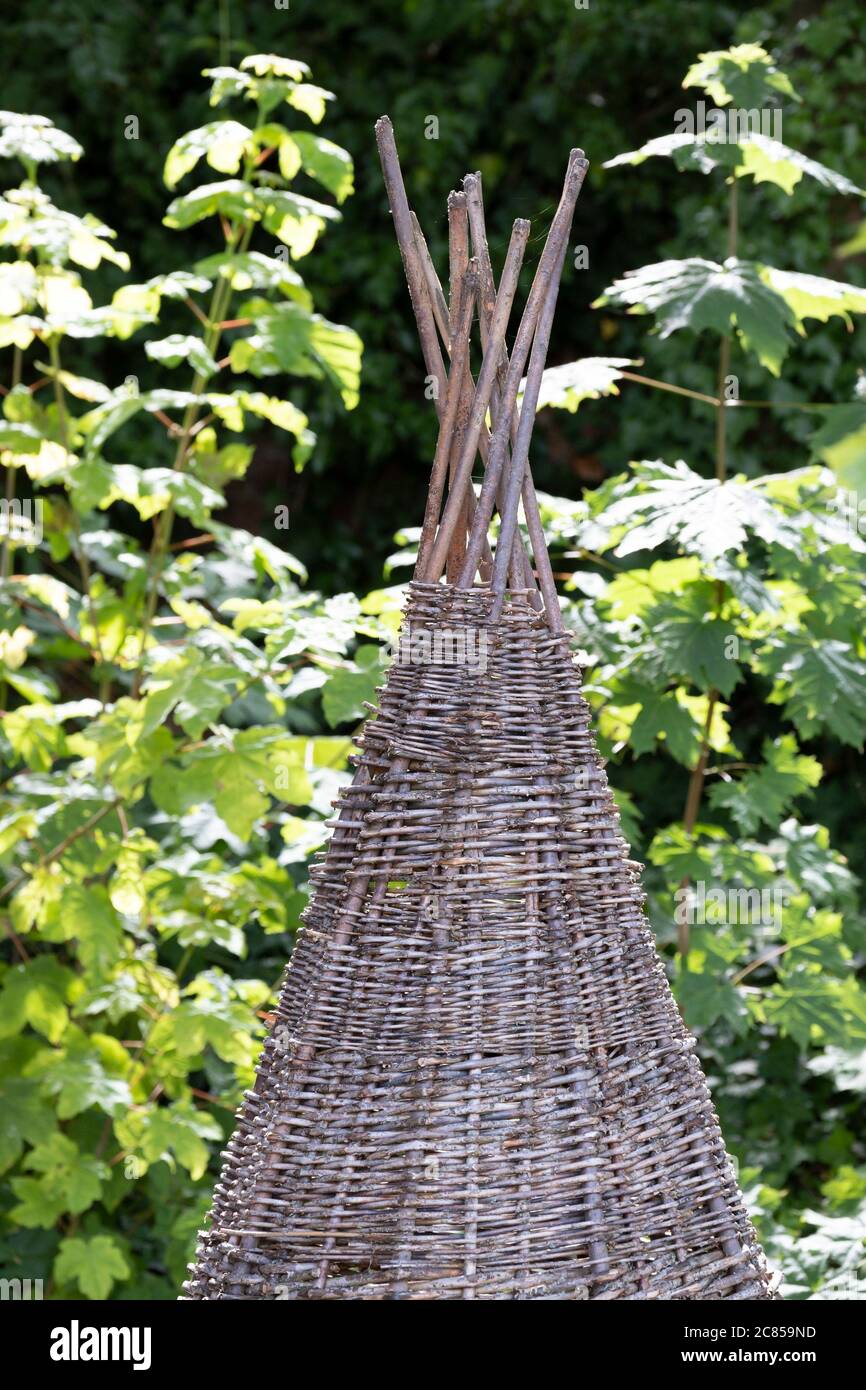 A wood woven wig wam type frame in garden for protecting plants Stock ...
