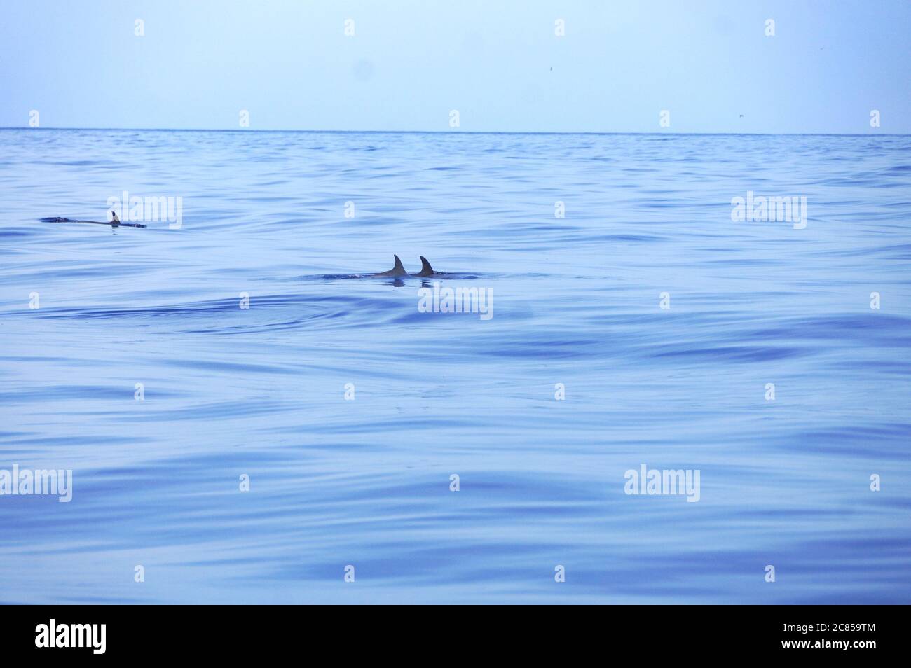 Beautiful view of dolphins swimming in the Caribbean ocean with clear ...