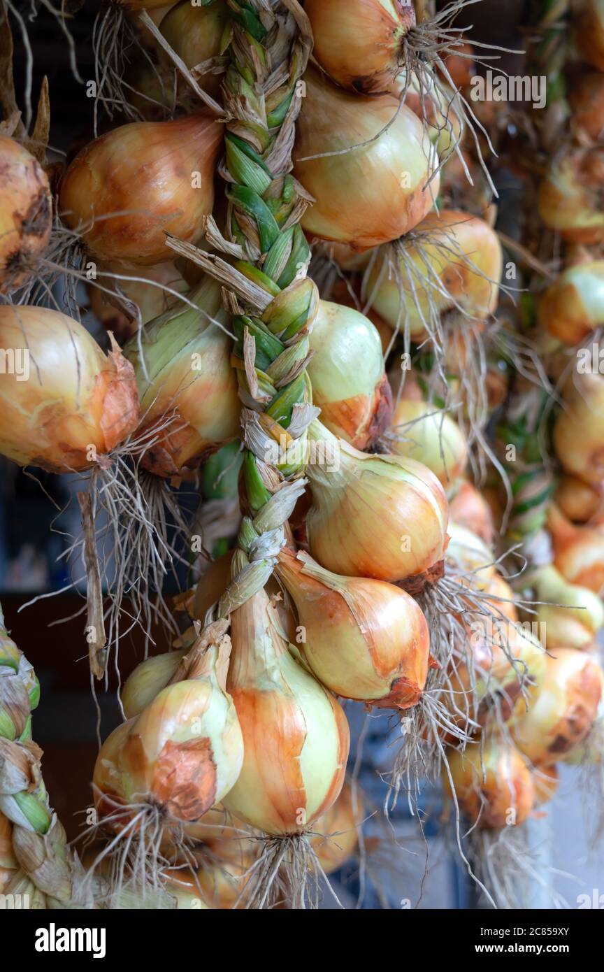 Hanging onion bulbs are tied in a bunch. The process of drying freshly ...