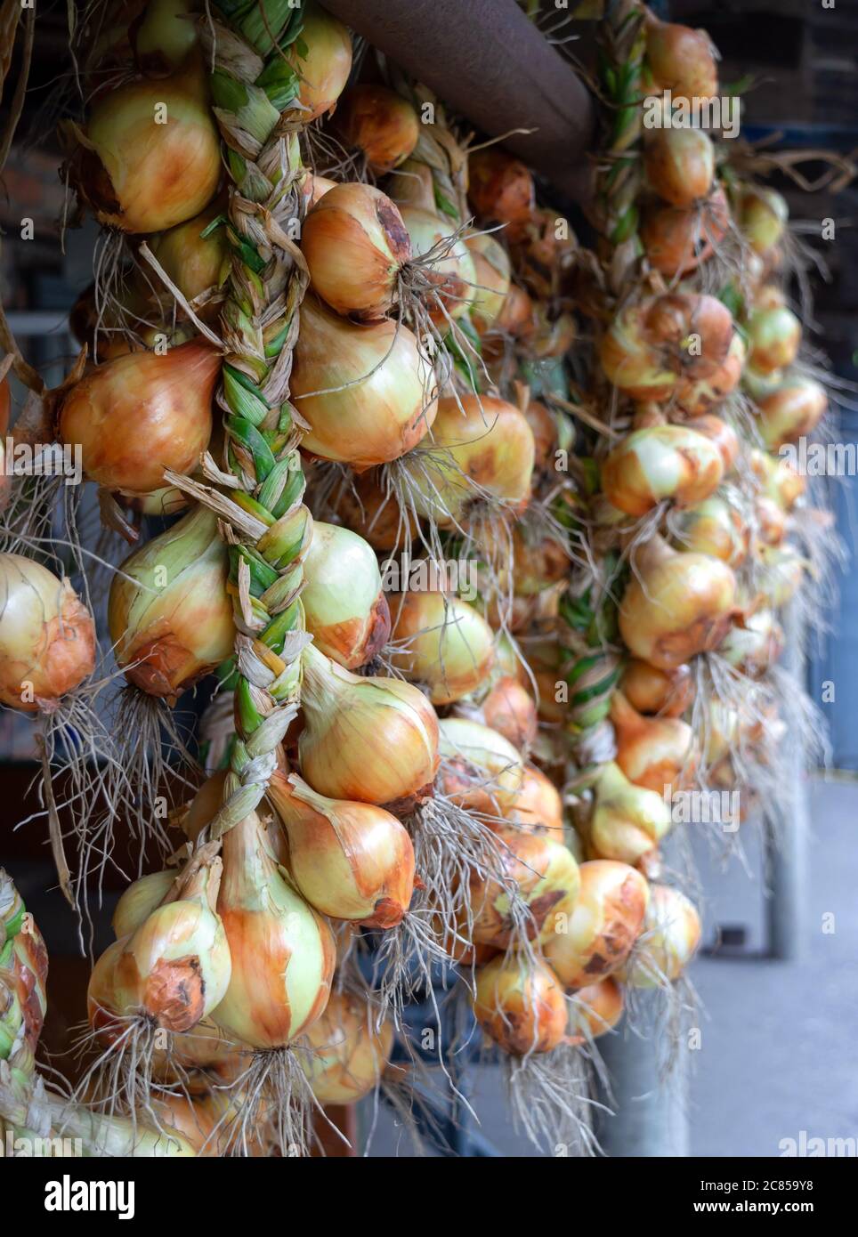 Hanging onion bulbs are tied in a bunch. The process of drying freshly ...