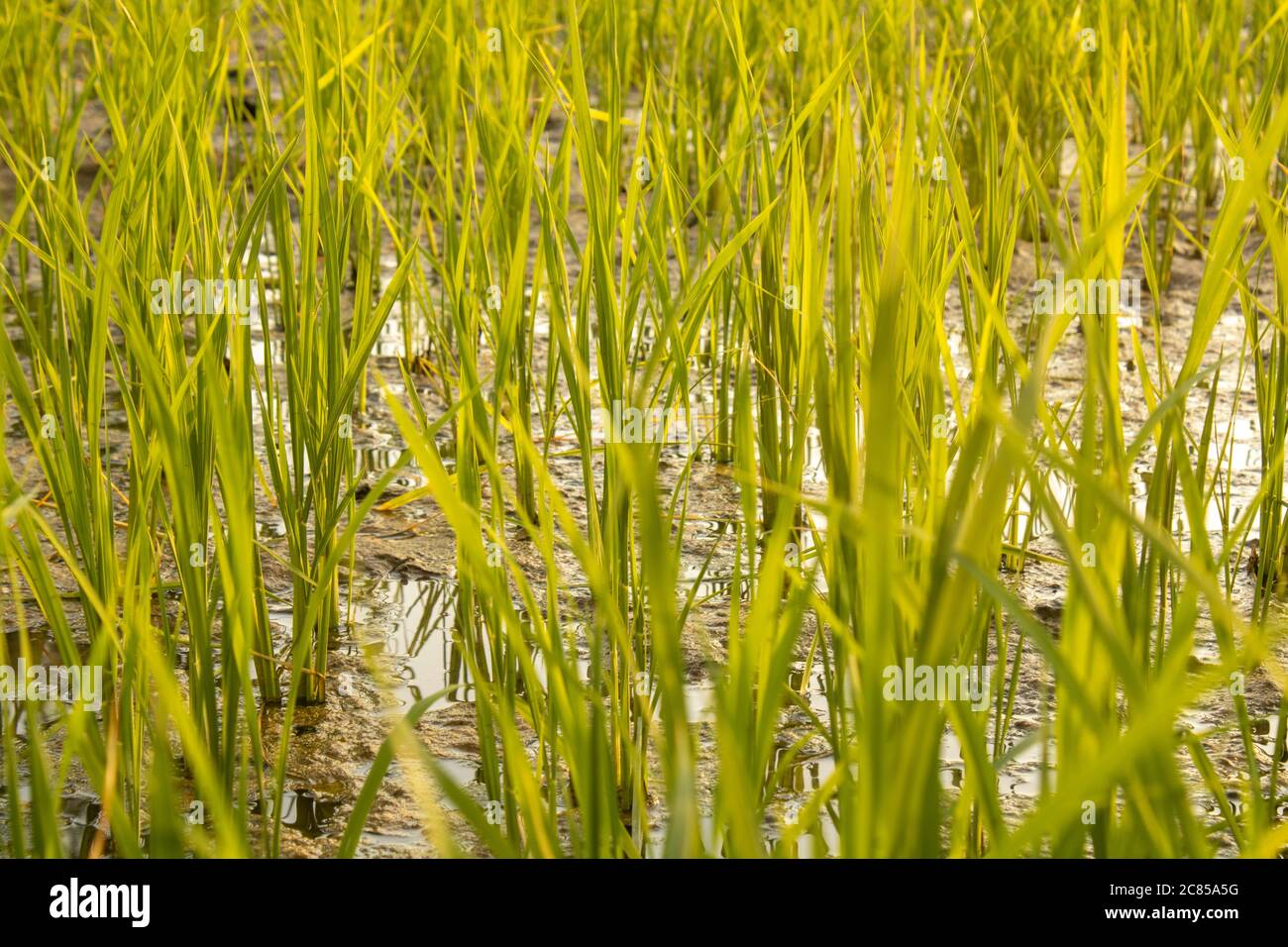 Rice plant nursery hi-res stock photography and images - Alamy
