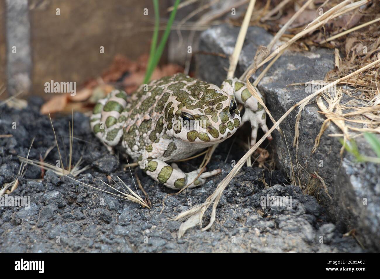 A green toad next to the steps Stock Photo - Alamy