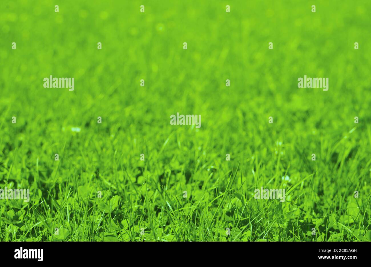 Fresh grass field Stock Photo - Alamy