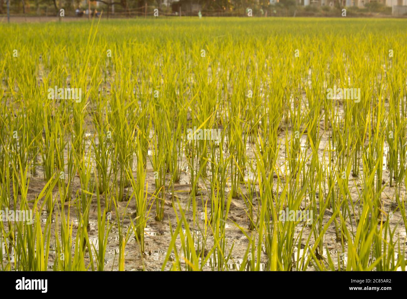 Paddy Nursery High Resolution Stock Photography and Images - Alamy