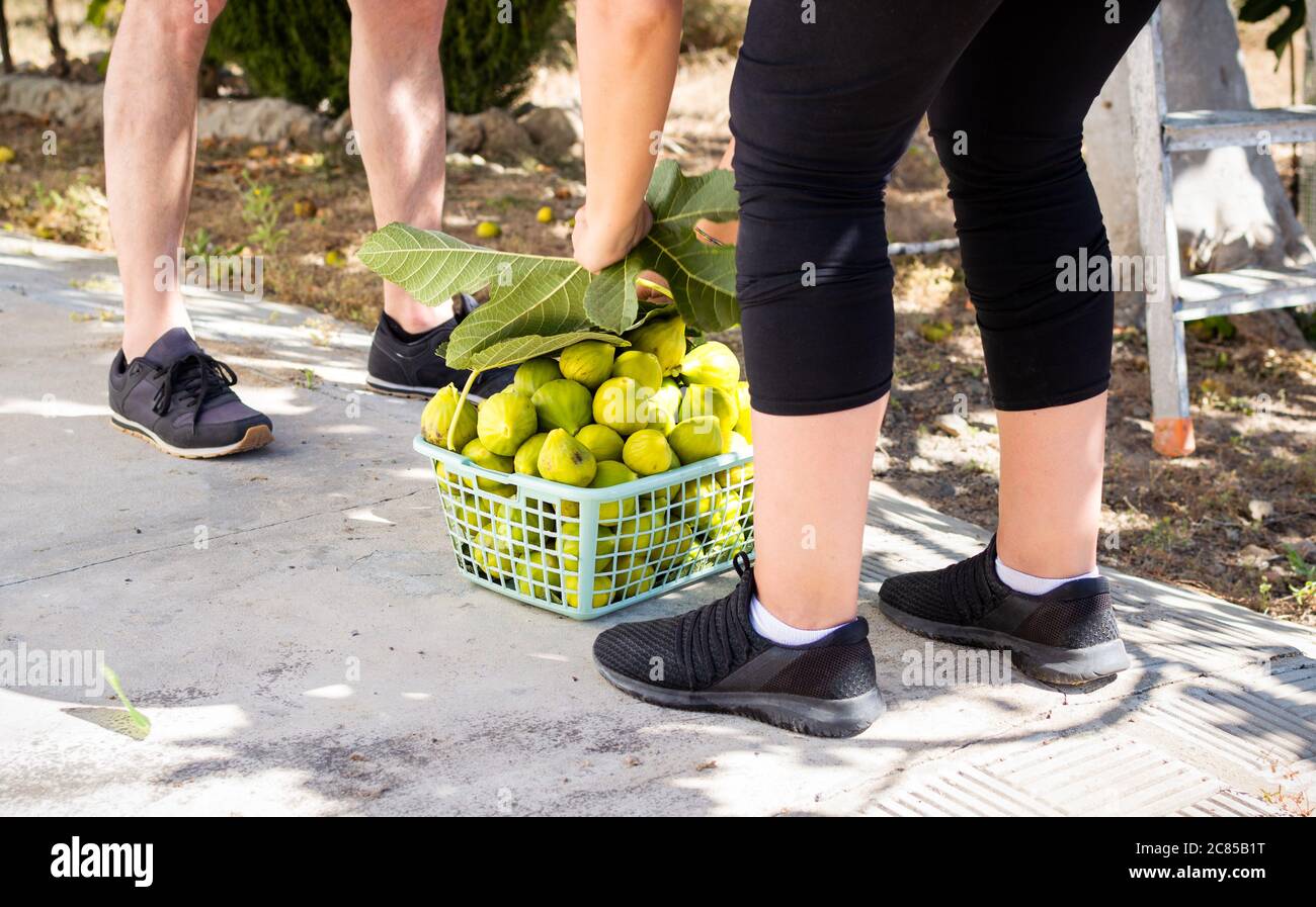 Fig leaf man hi-res stock photography and images - Alamy
