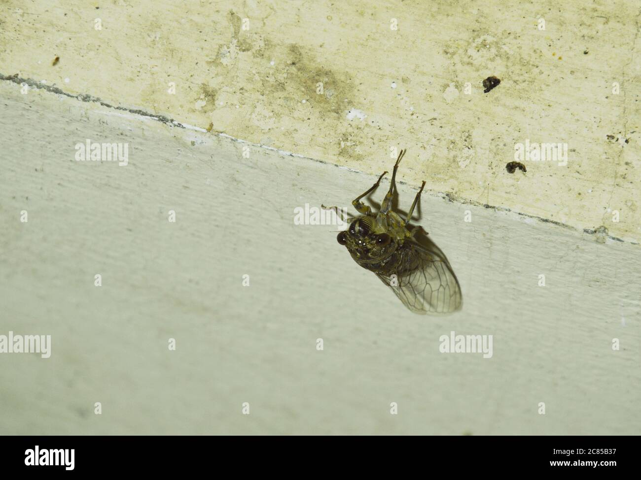 cicada seek for mate in summer night hanging on wall Stock Photo - Alamy