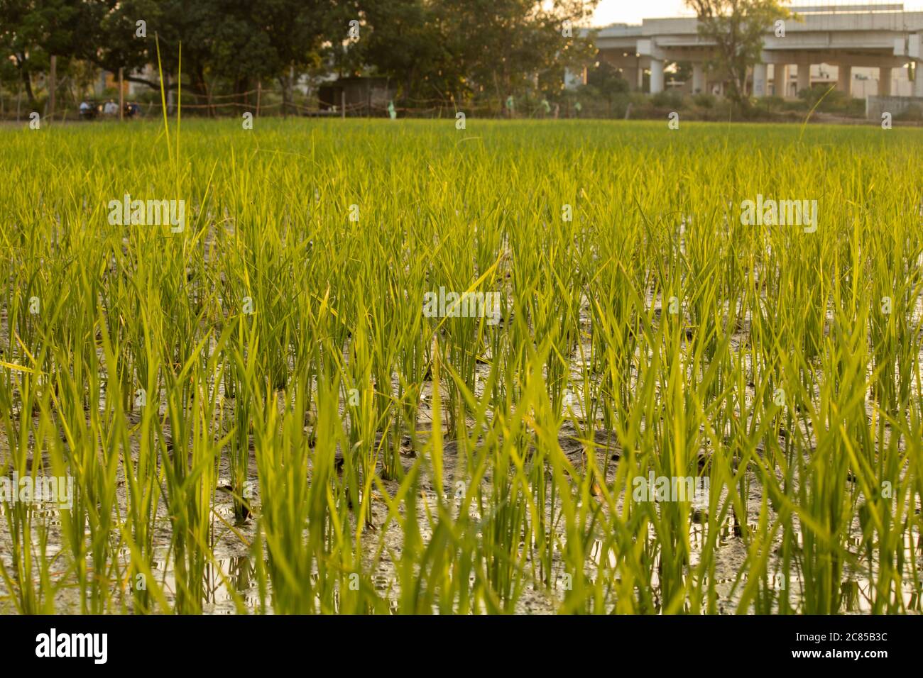 Paddy field at nursery stage Stock Photo - Alamy